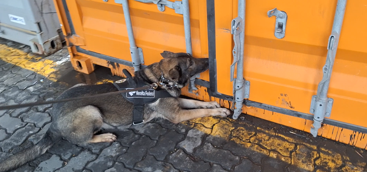 Cão de Faro — Receita Federal