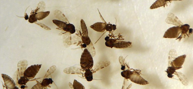 Febre do Oropouche: entenda o que é e como se prevenir — Ministério da ...