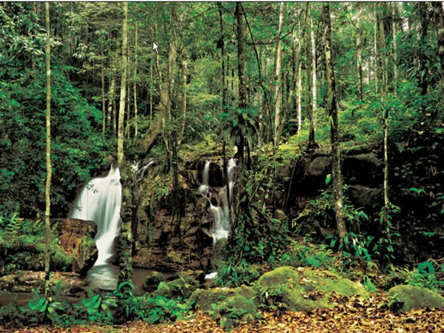 Detalhe_da_Floresta_Amazxnica_1_-1669154310.jpg — Ministério do Turismo